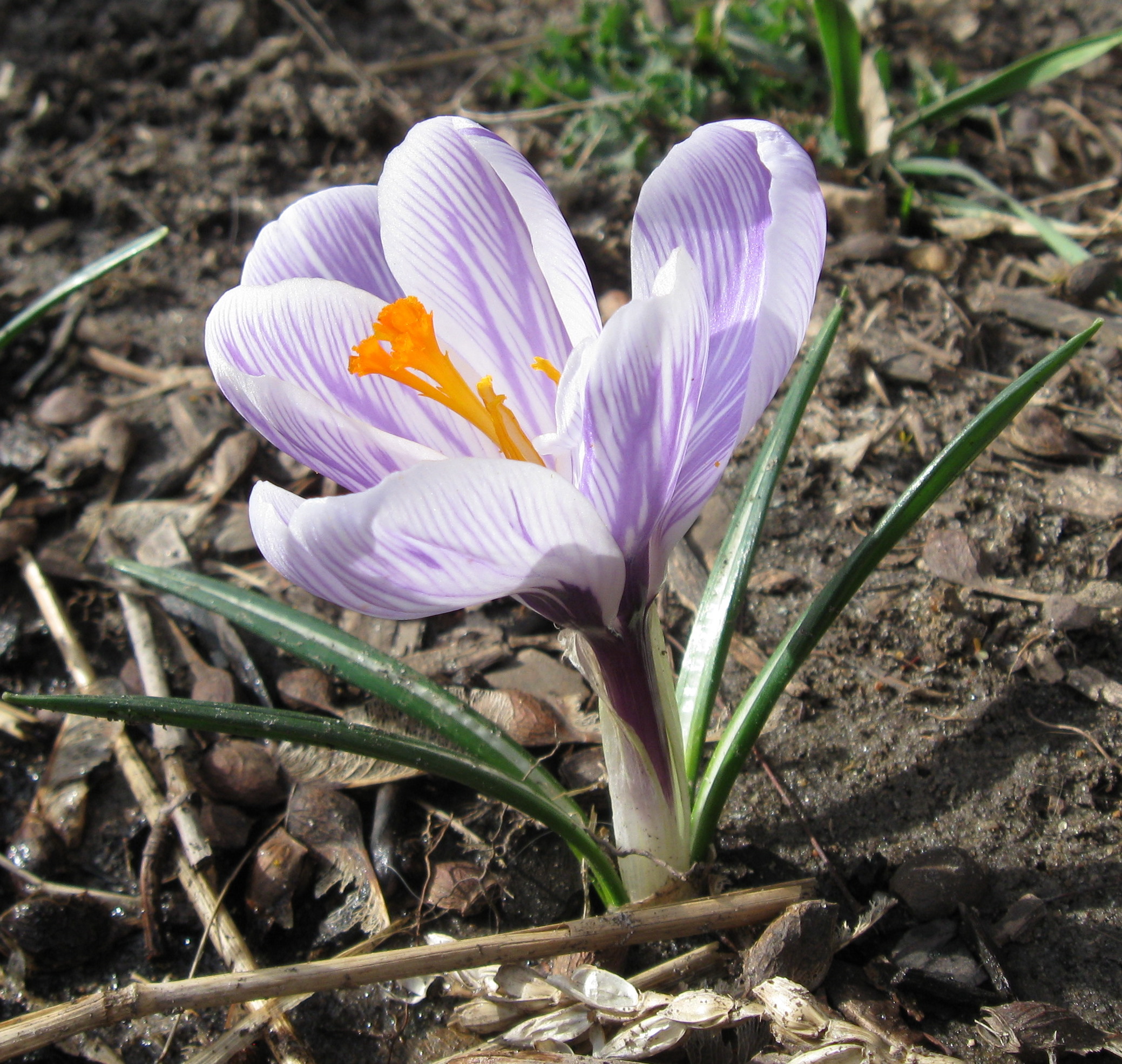 March | 2012 | My Urban Farmscape