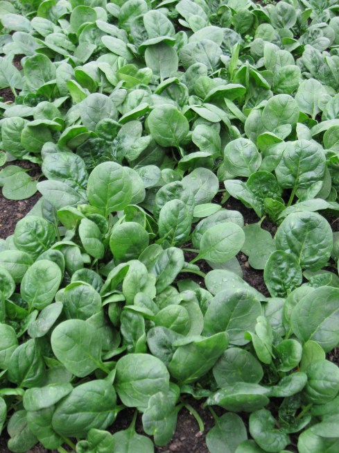 March | 2012 | My Urban Farmscape