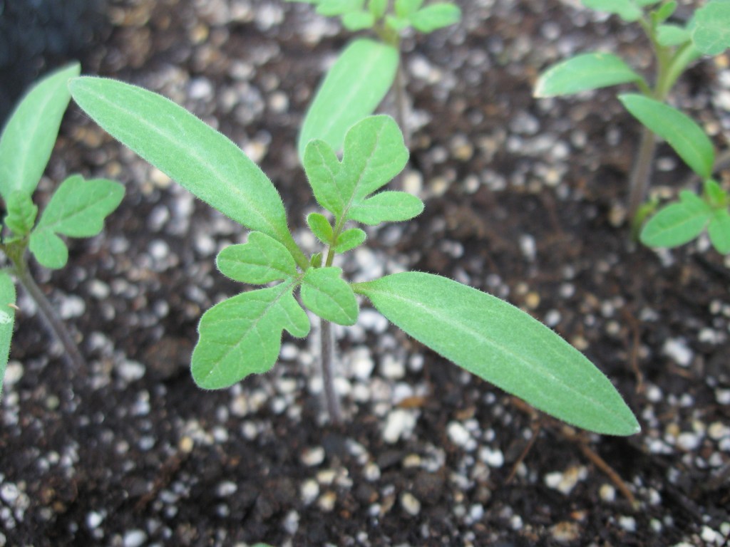Tomato, Tomat, Tomaat, Tomate, or Pomodoro | My Urban Farmscape